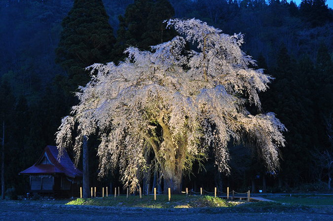 Oshira-sama’s Weeping Cherry | STAY AKITA – Depth of Beauty