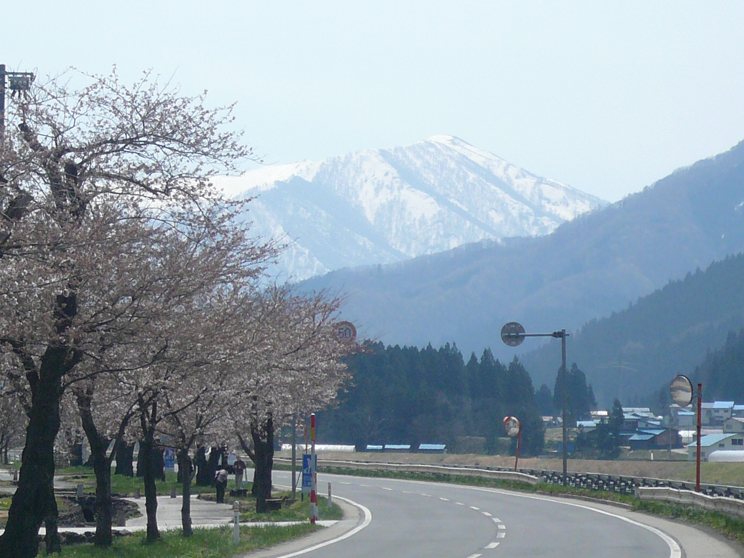 Terasawa Sakura-tree-lined Path | STAY AKITA – Depth of Beauty