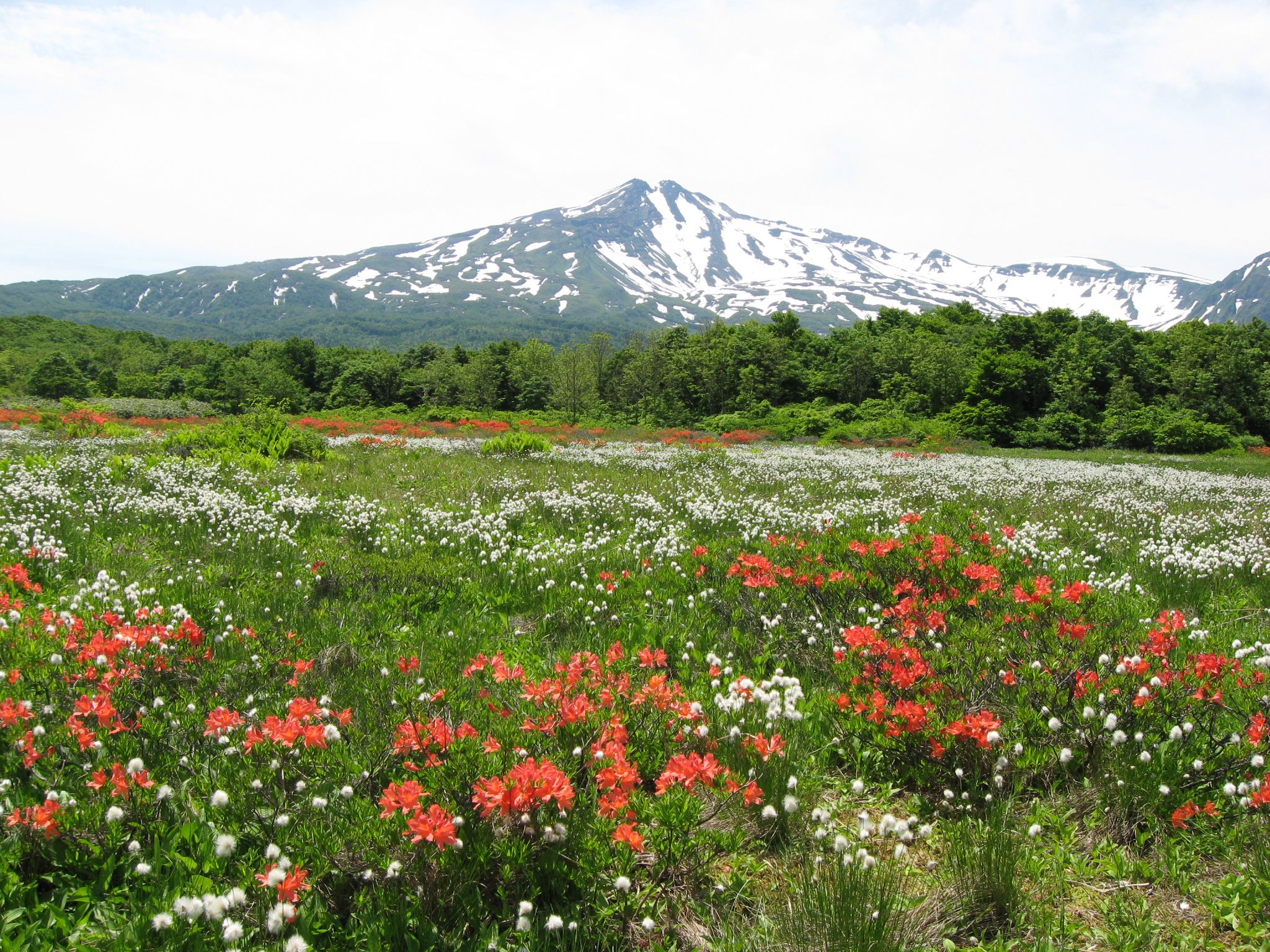 Kuwanokidai Shitsugen | STAY AKITA – Depth of Beauty